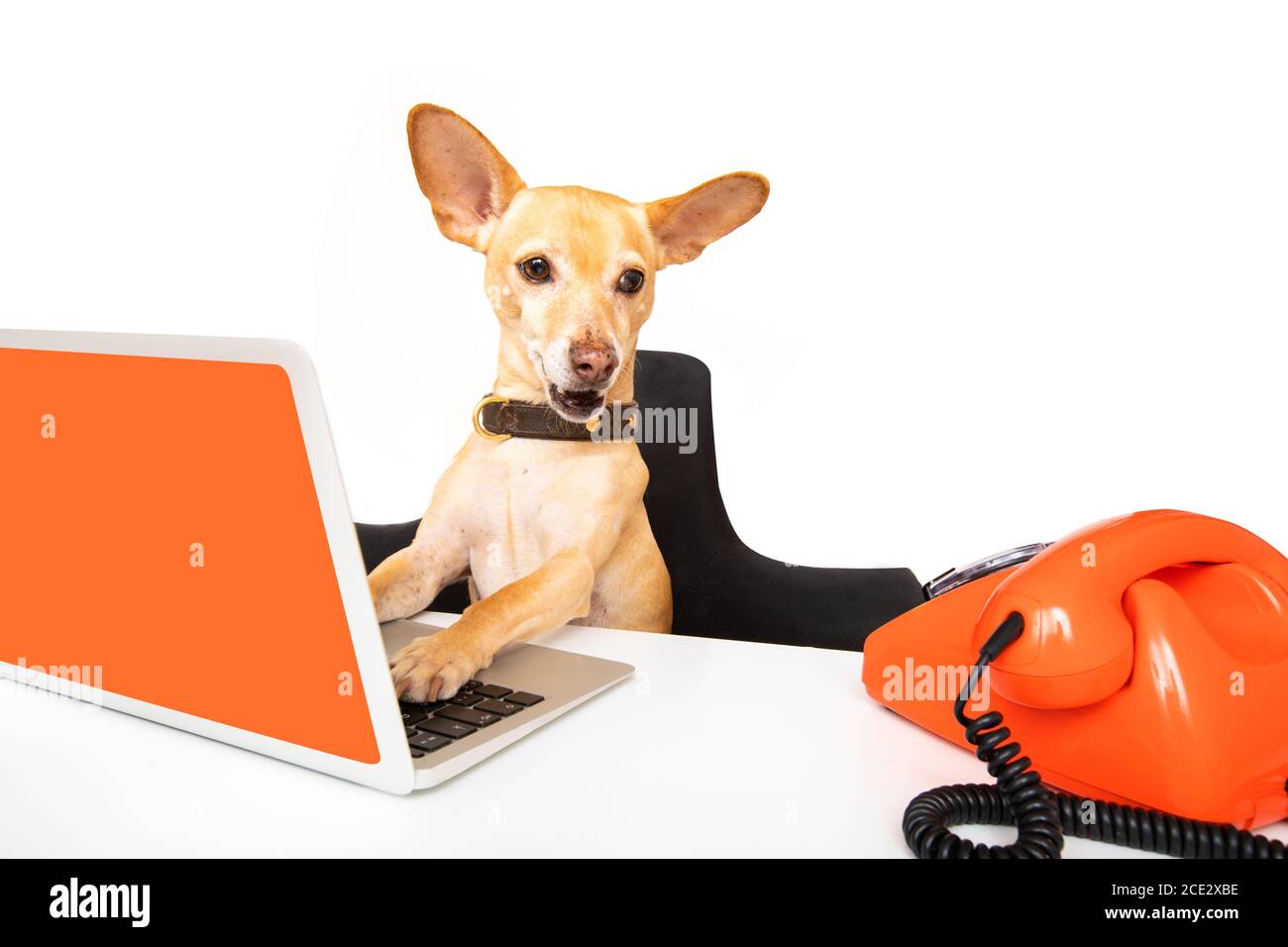 boss management dogs in office Stock Photo - Alamy