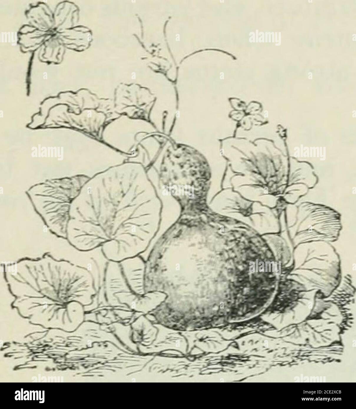 Walking stick cabbage hi-res stock photography and images - Alamy