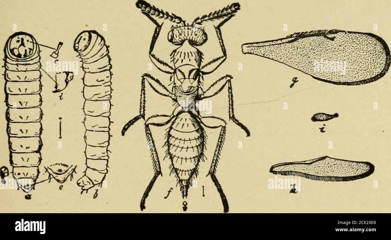 . Insect pests of farm, garden and orchard . Fig. 98.—a, wheat-straw ...