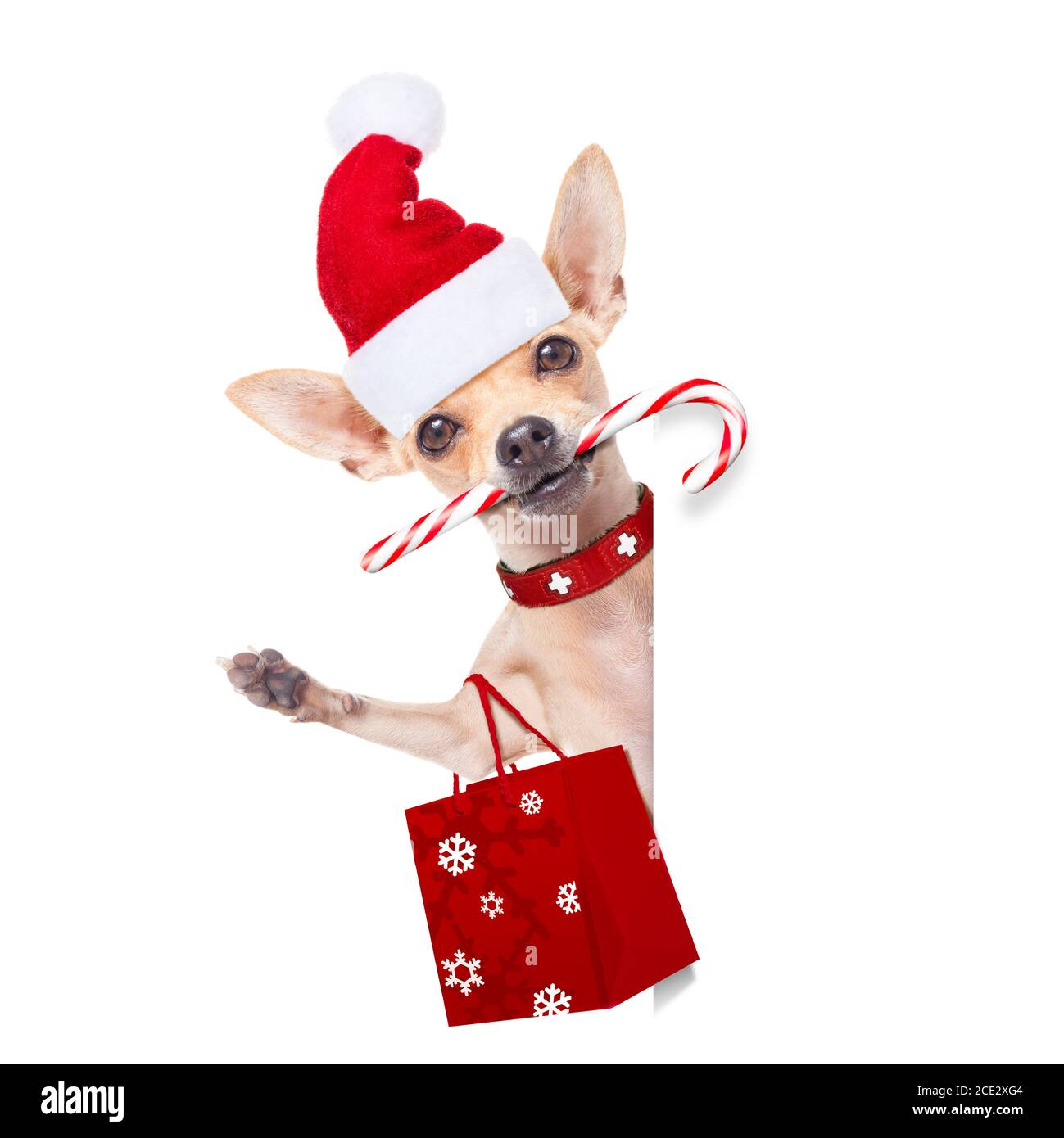 christmas dog as santa claus Stock Photo - Alamy