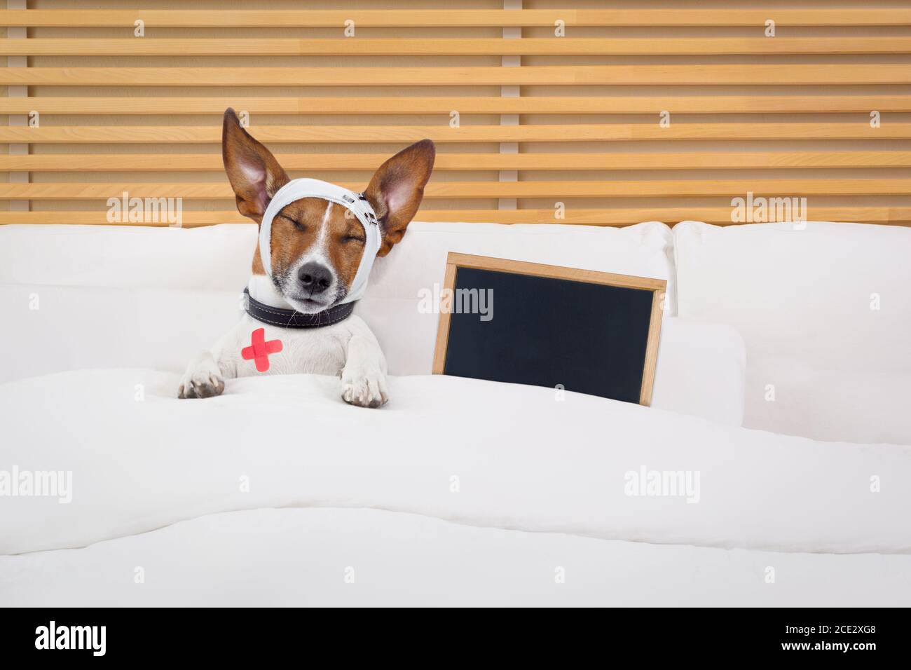 sick ill dog Stock Photo - Alamy