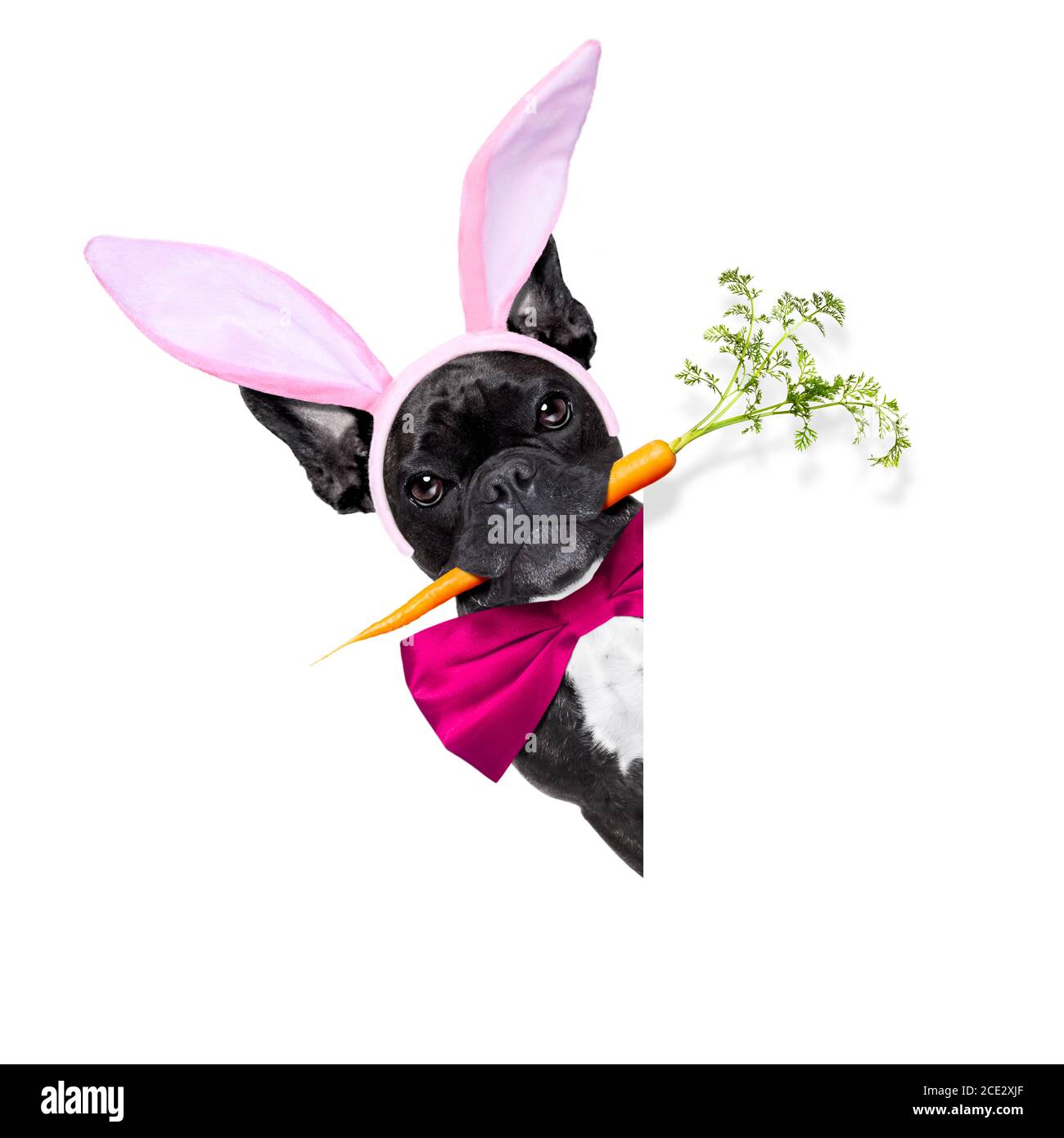 easter bunny dog Stock Photo - Alamy