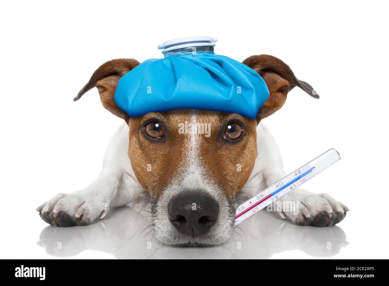 sick ill dog Stock Photo - Alamy