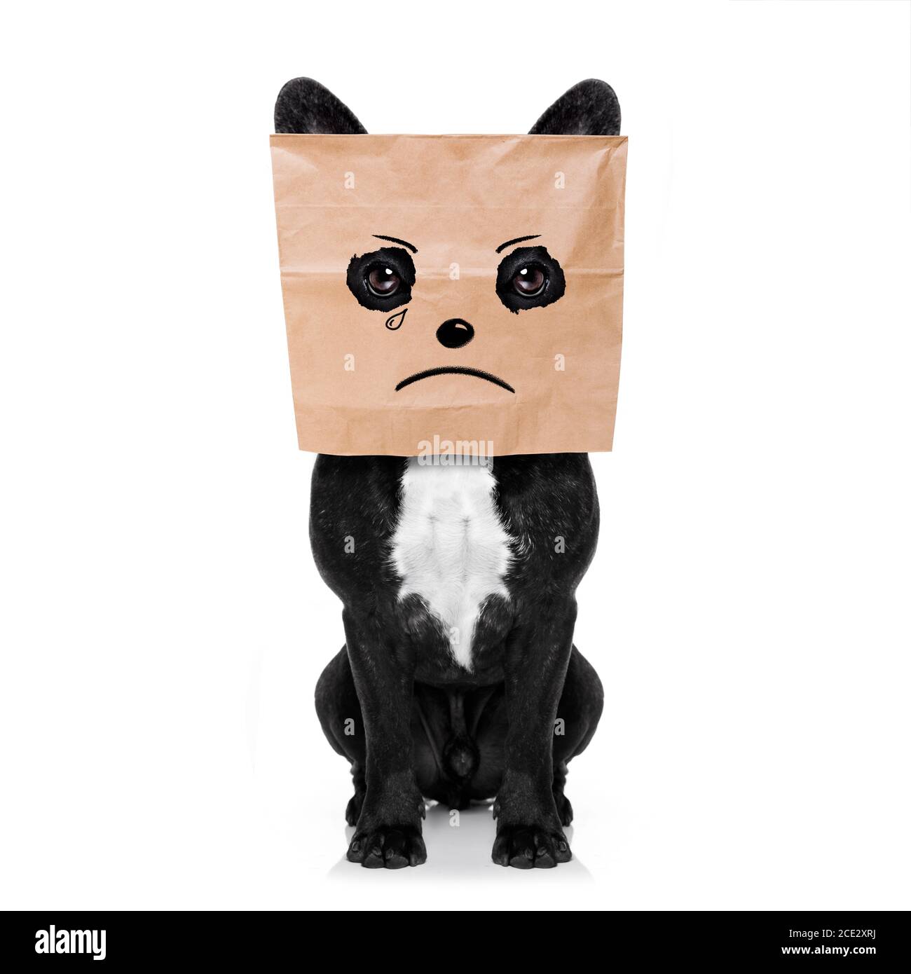 Dog crying hi-res stock photography and images - Alamy