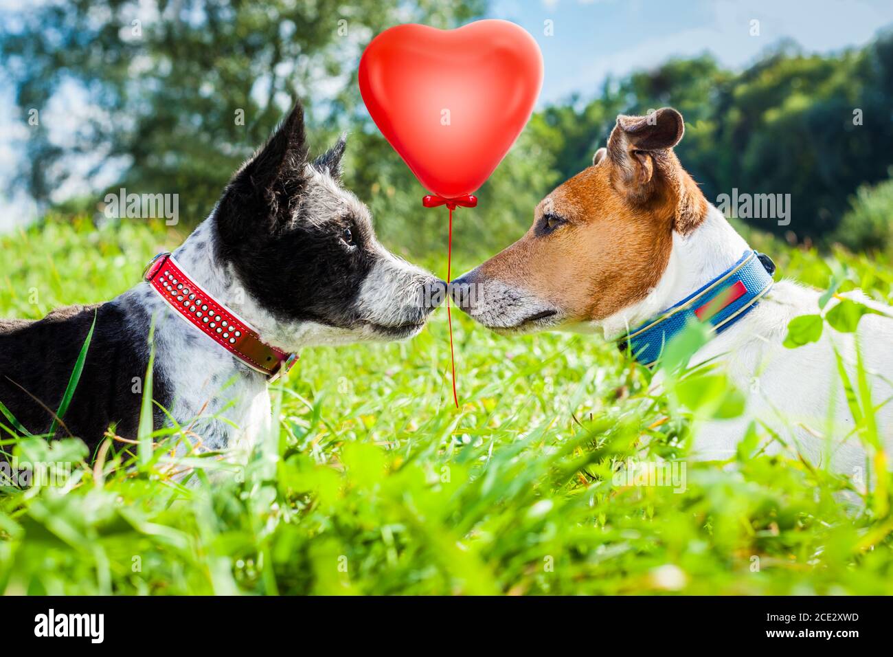 couple of dogs in love Stock Photo - Alamy