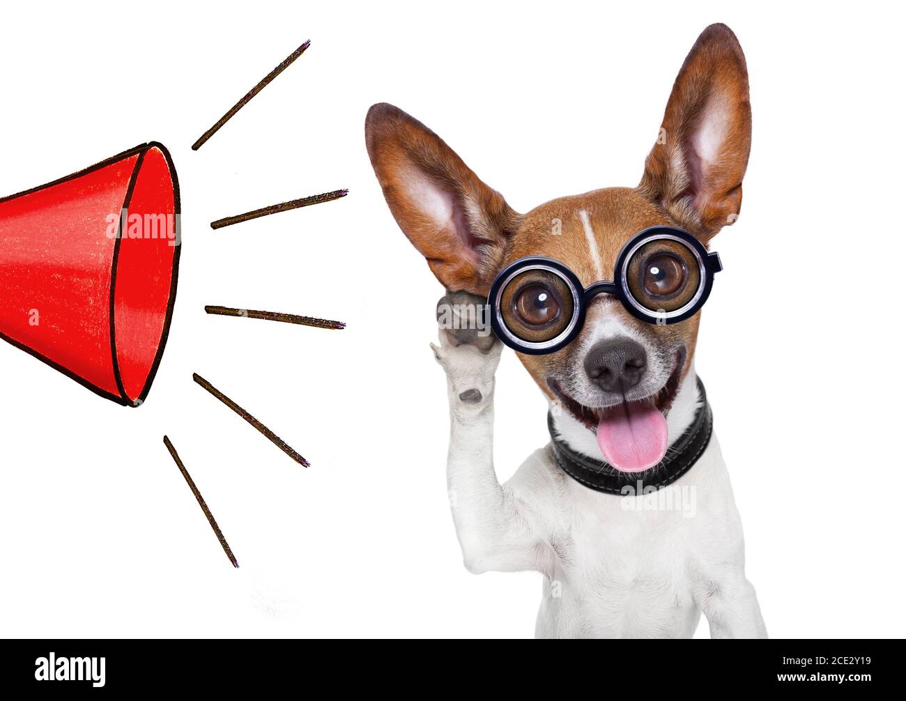 dog listening with big ear Stock Photo - Alamy