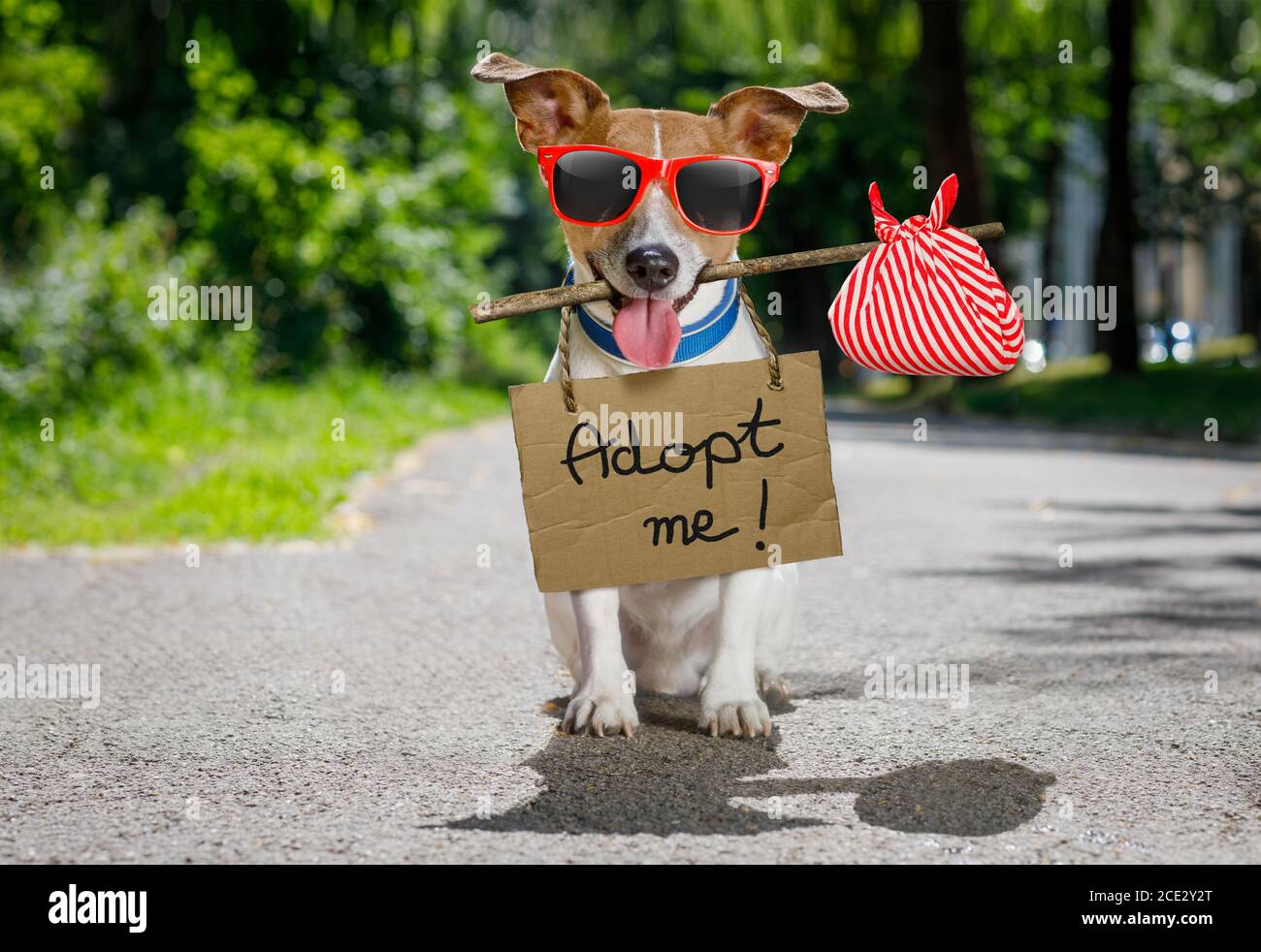 lost and homeless abandoned dog Stock Photo - Alamy