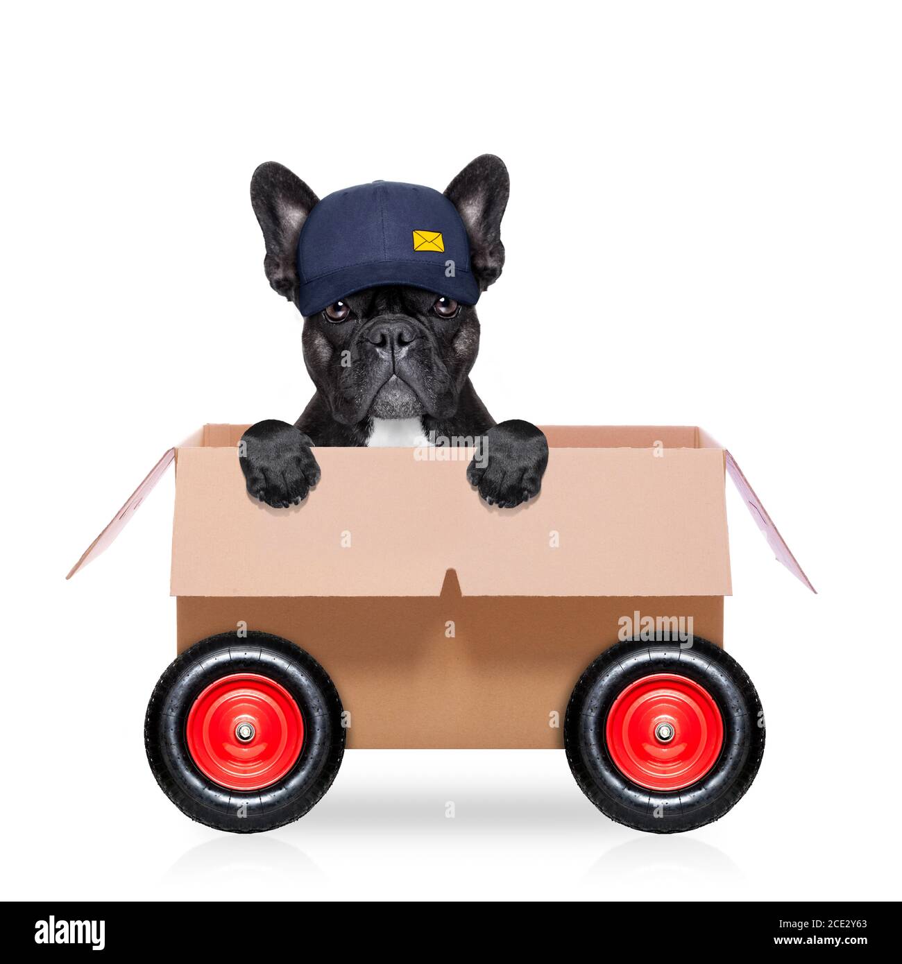 moving box dog Stock Photo - Alamy