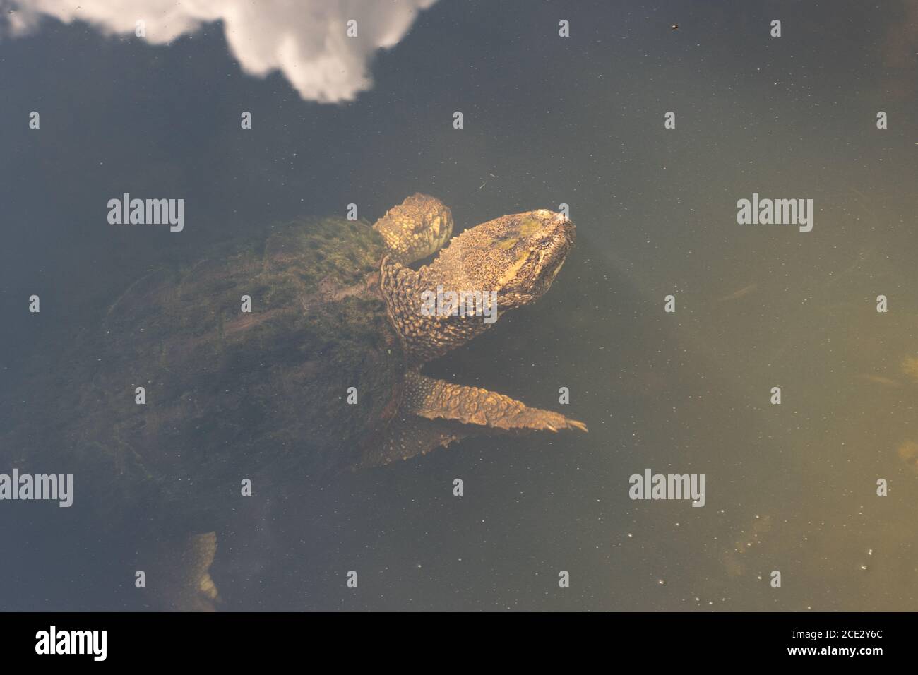 Snapping turtles hi-res stock photography and images - Alamy