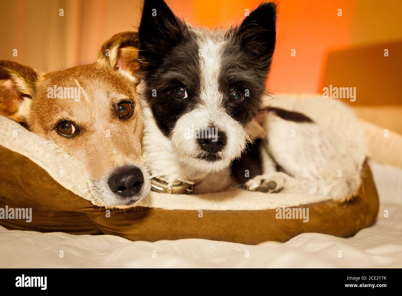 dogs in love Stock Photo - Alamy