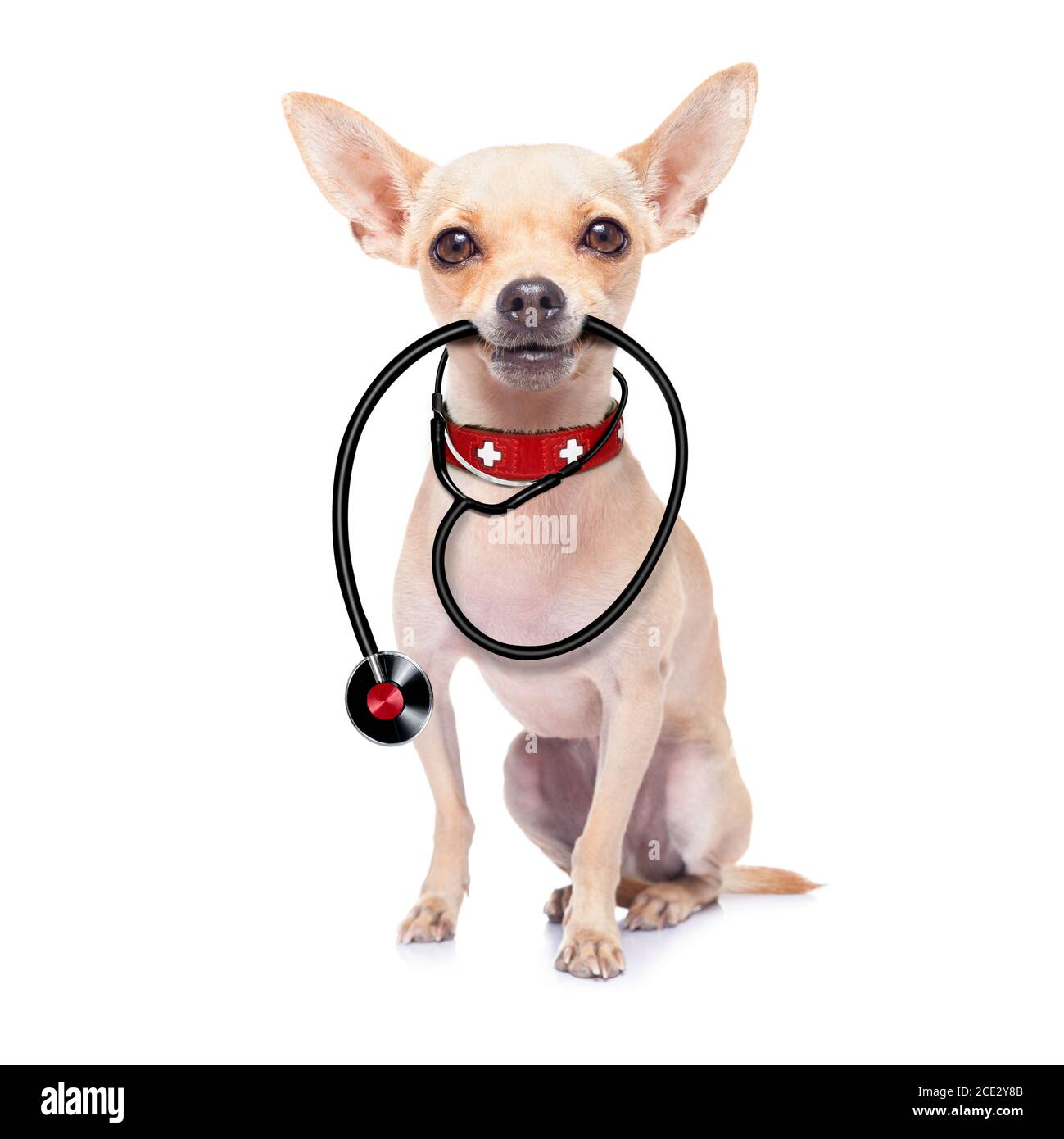 medical doctor dog Stock Photo - Alamy