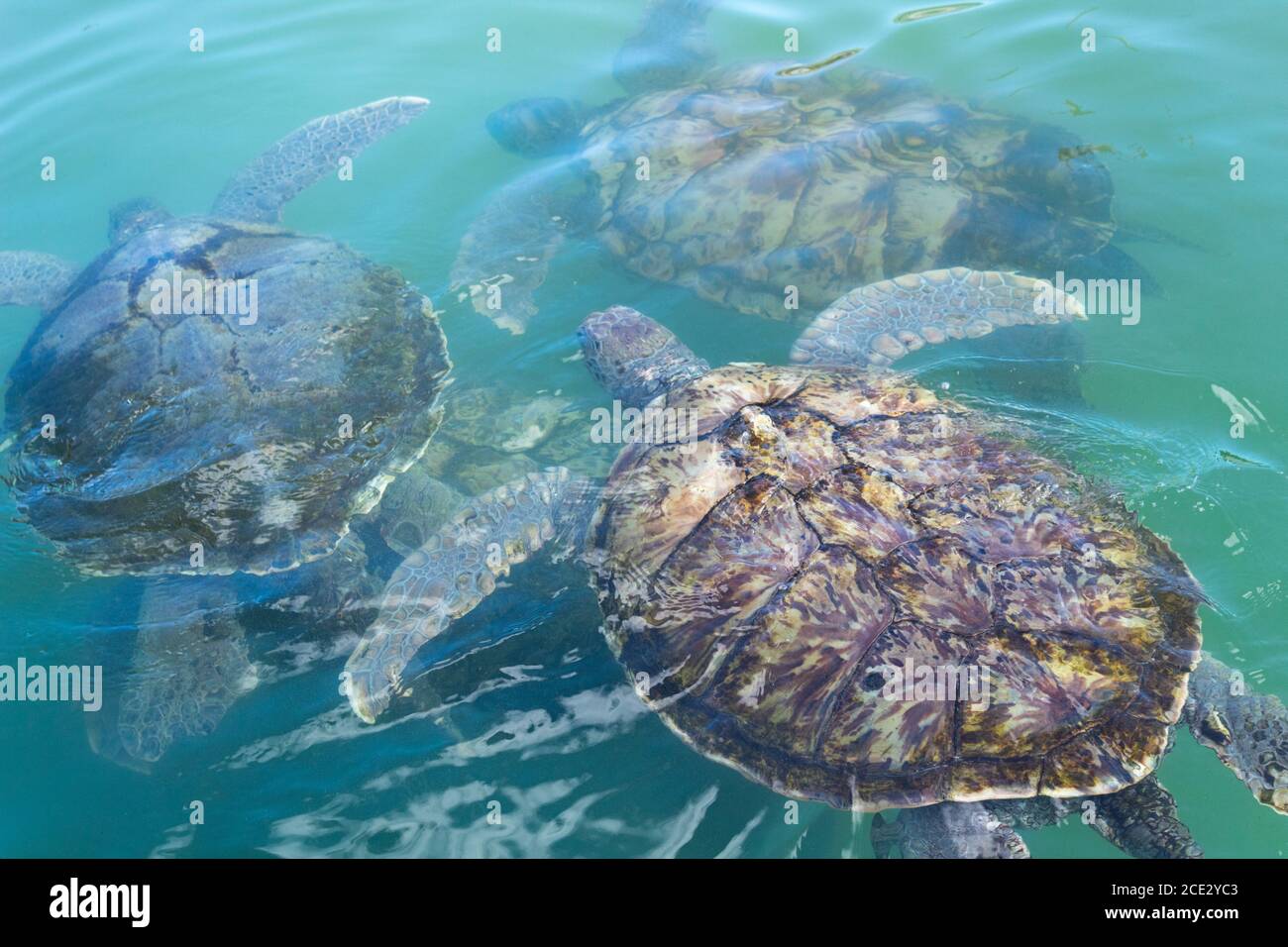 Three sea turtles swimming in the Caribbean Stock Photo - Alamy