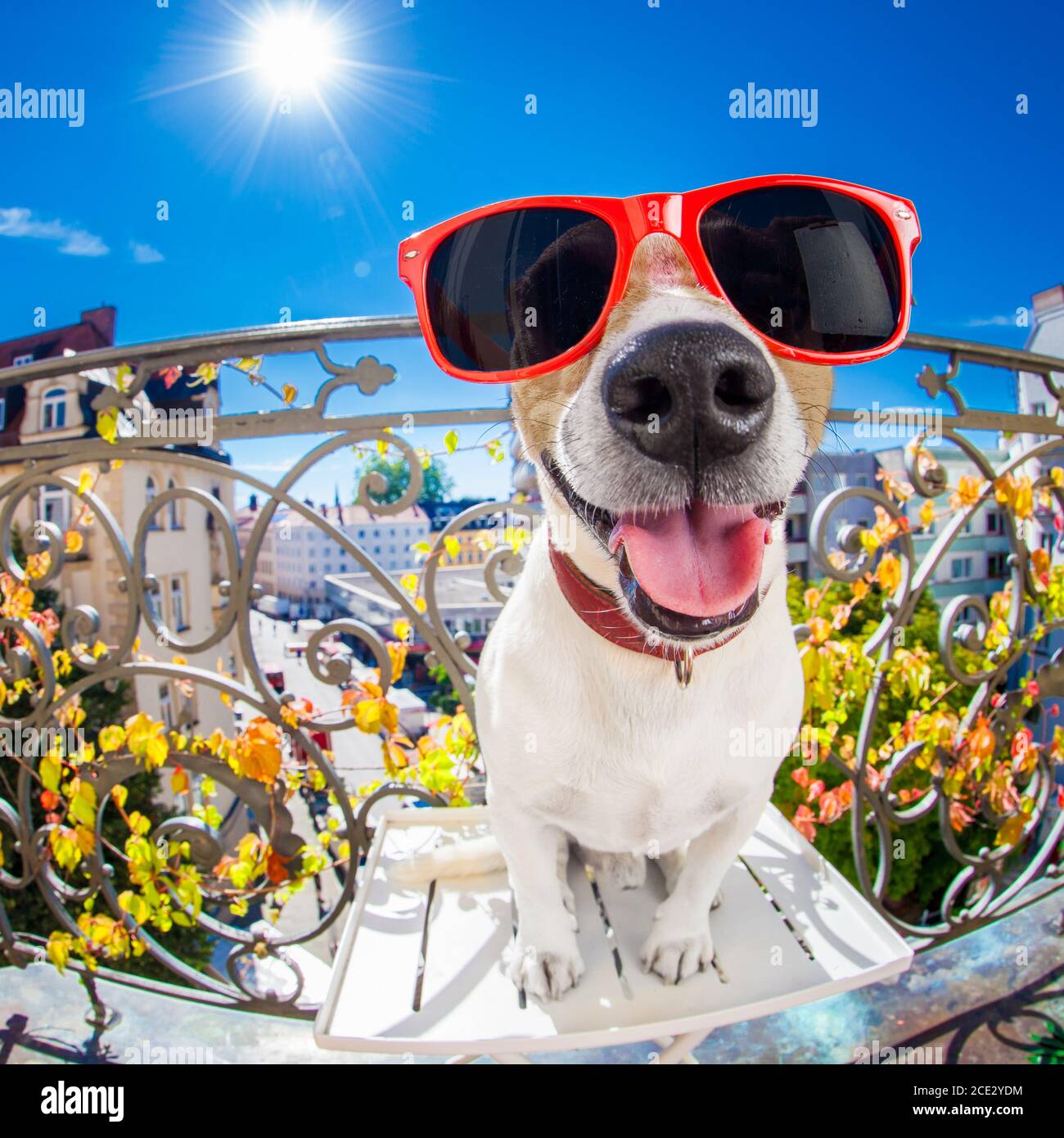 Dog face fish eye lens hi-res stock photography and images - Alamy