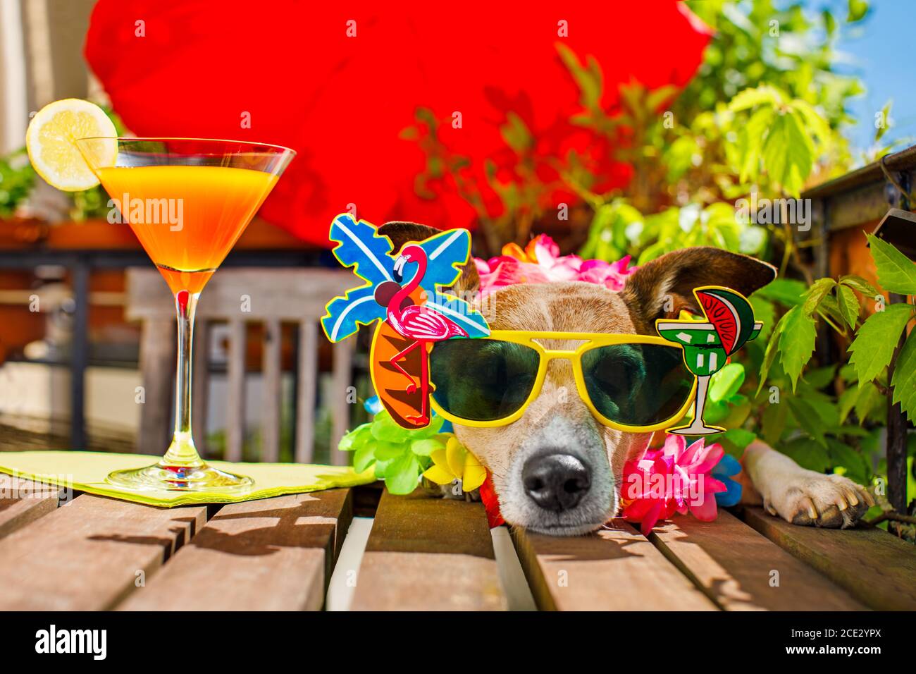 hangover dog on summer holidays vacation with headache after cocktail ...