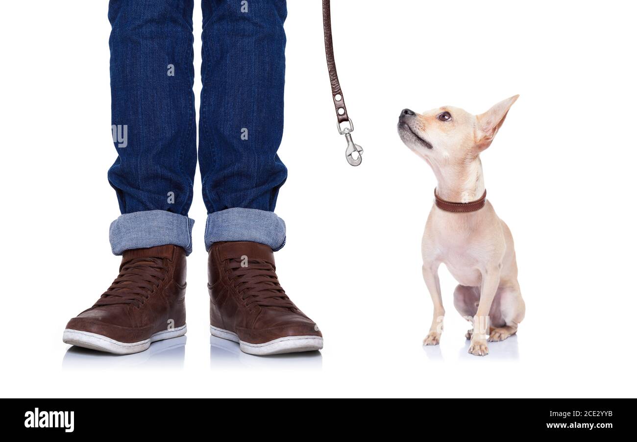 dog and owner Stock Photo - Alamy