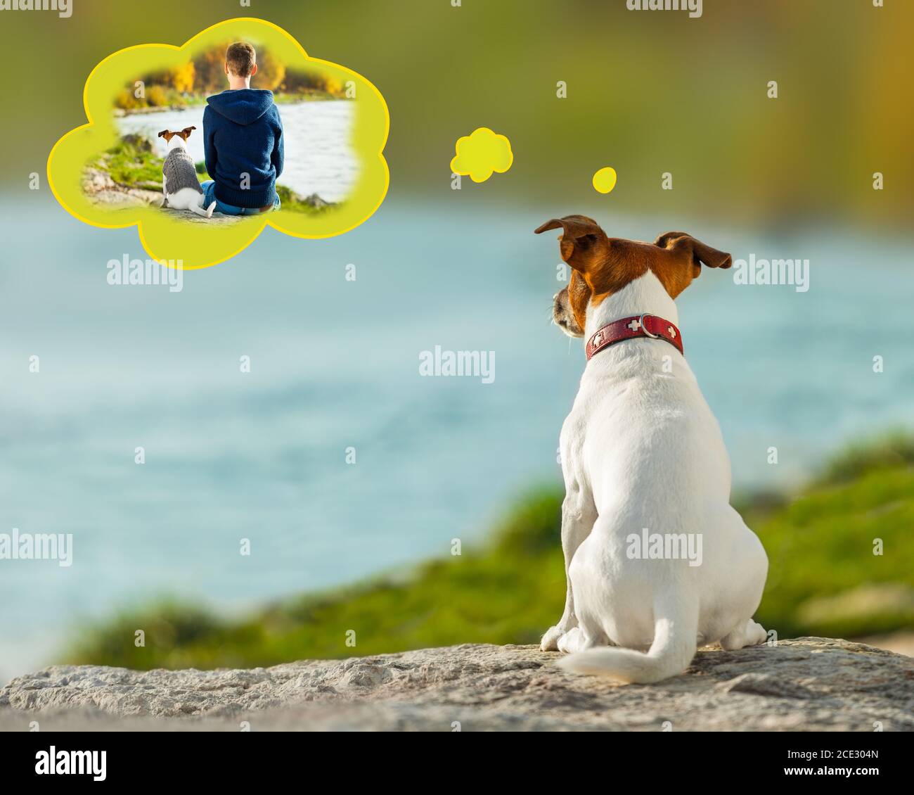 dog missing owner Stock Photo - Alamy