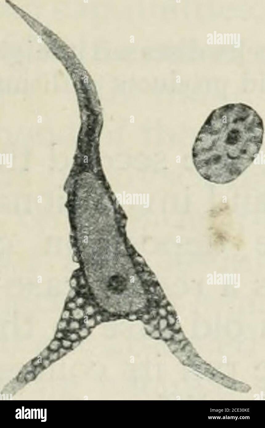 Pyknotic hi-res stock photography and images - Alamy