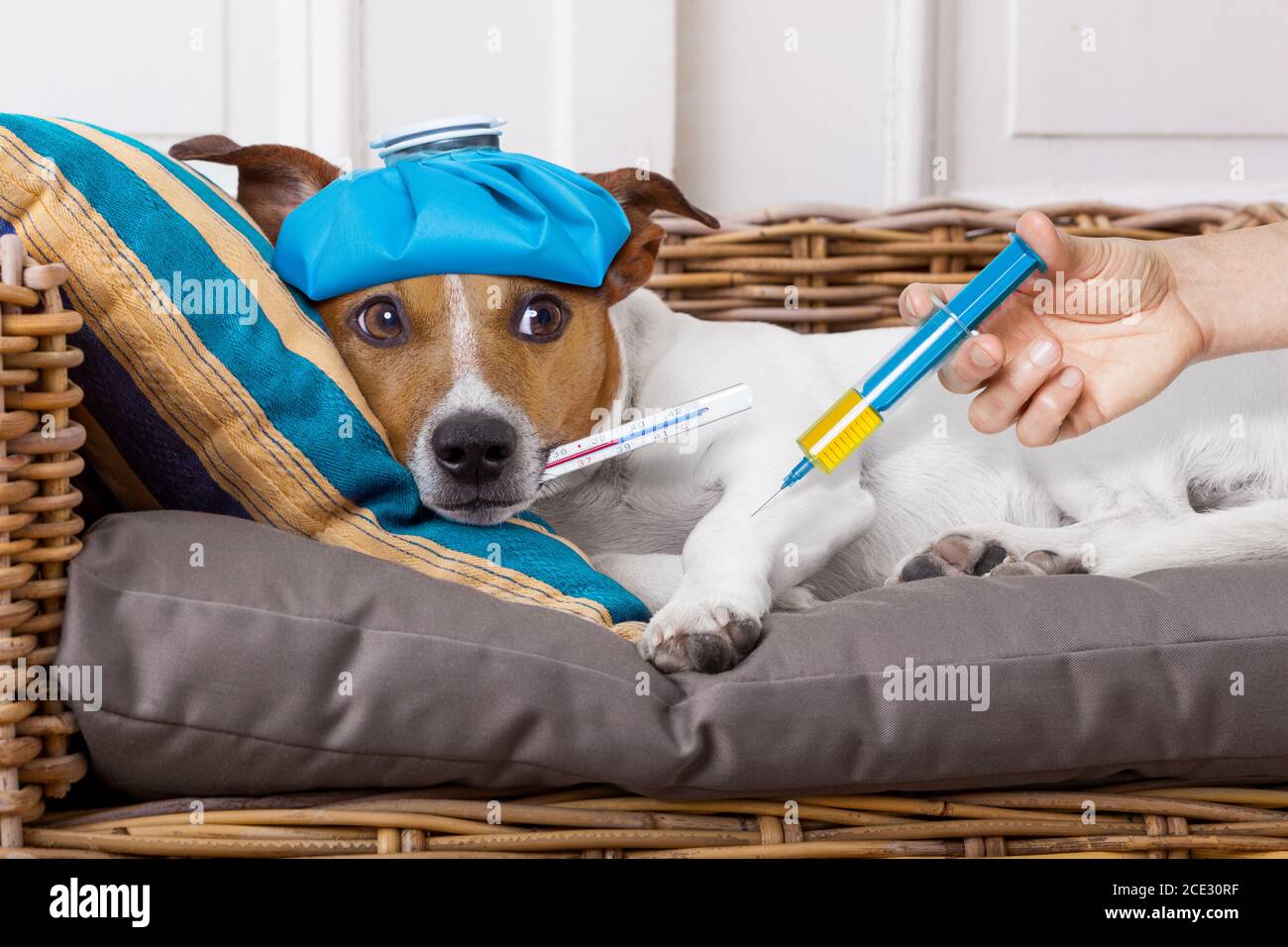 sick ill dog with fever Stock Photo - Alamy