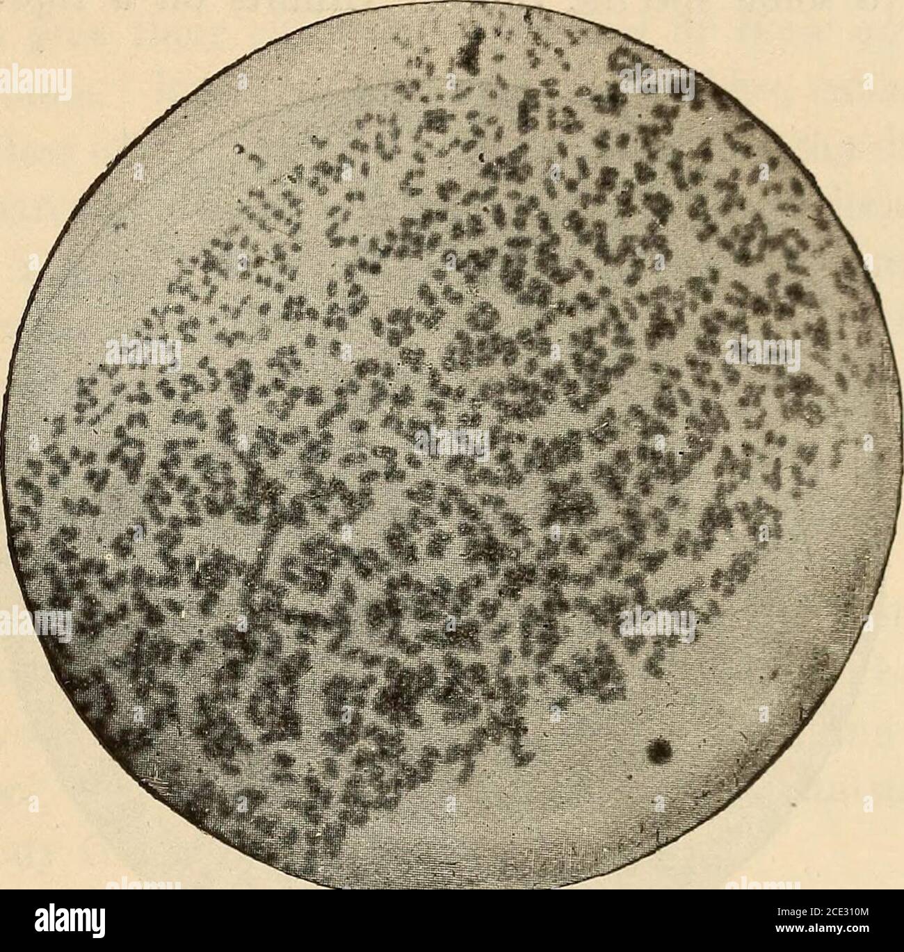 Putty like hi-res stock photography and images - Alamy