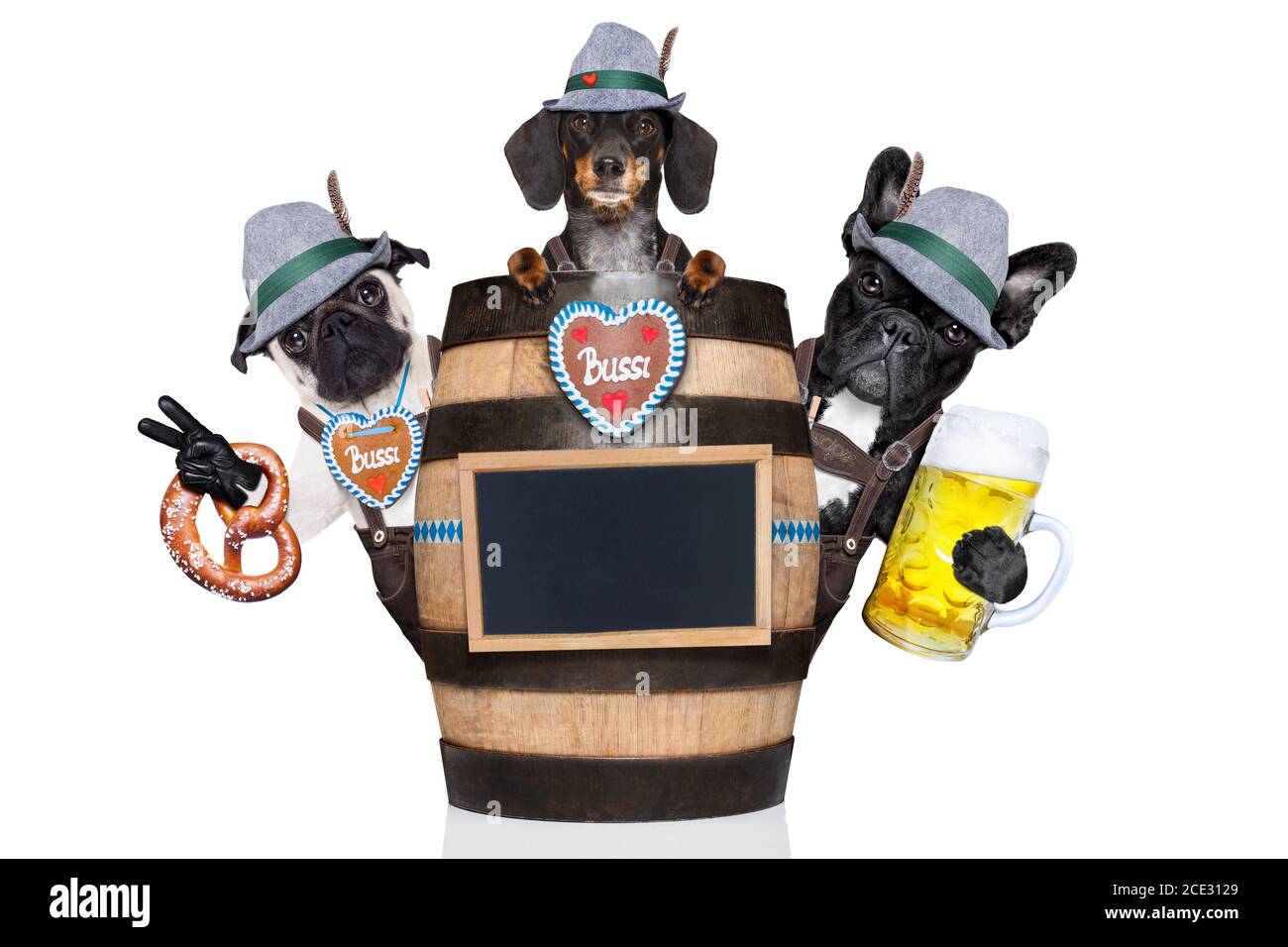 Two bavarian dog hi-res stock photography and images - Alamy
