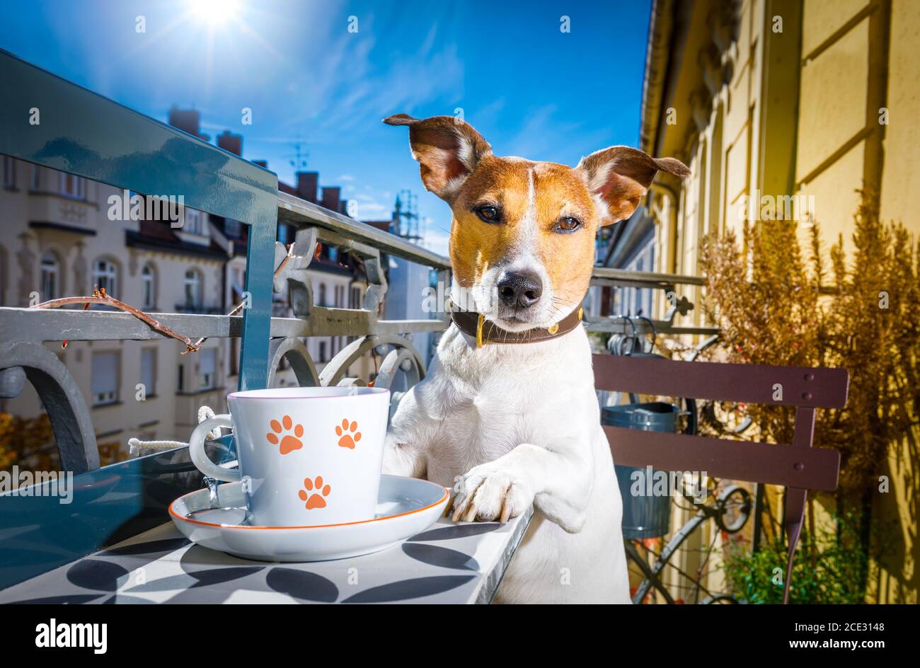 dog having a coffee break Stock Photo - Alamy