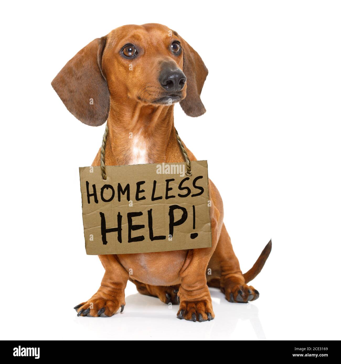Adopt animal shelter Cut Out Stock Images & Pictures - Alamy