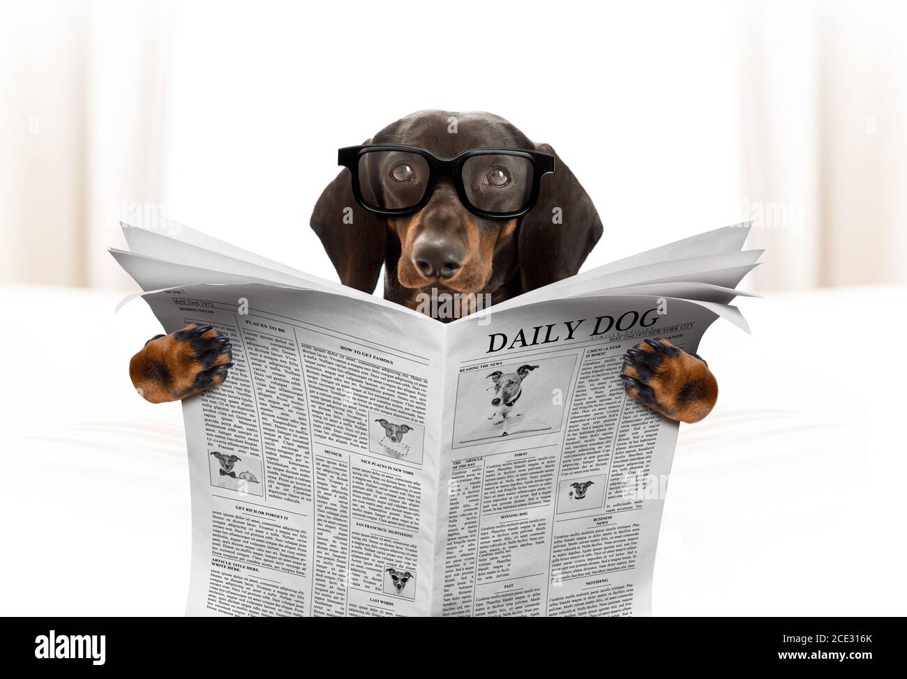 dog reading newspaper Stock Photo - Alamy