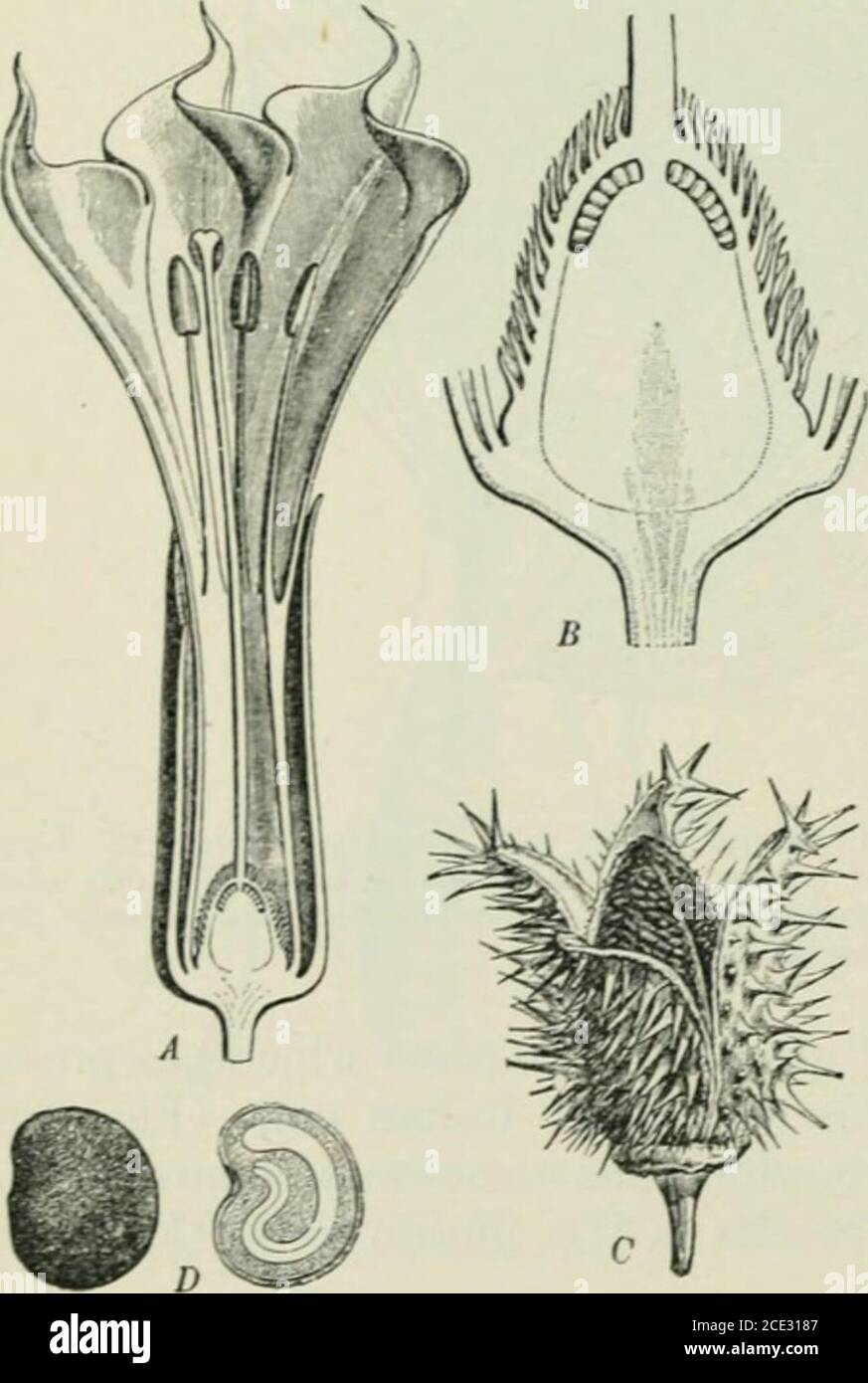D stramonium hi-res stock photography and images - Alamy