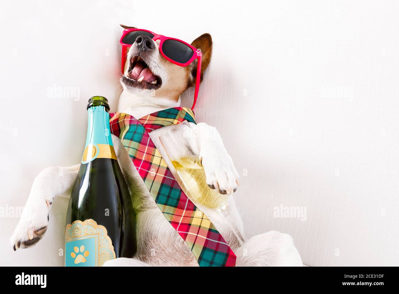drunk hangover dog Stock Photo - Alamy