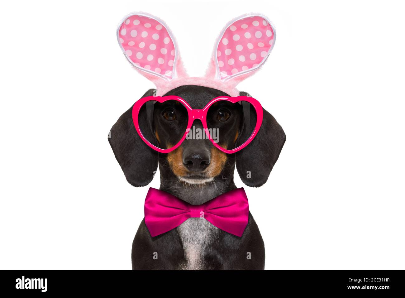 bunny easter ears dog Stock Photo - Alamy