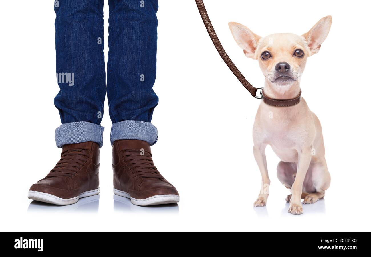 Master obedient dog training Cut Out Stock Images & Pictures - Alamy