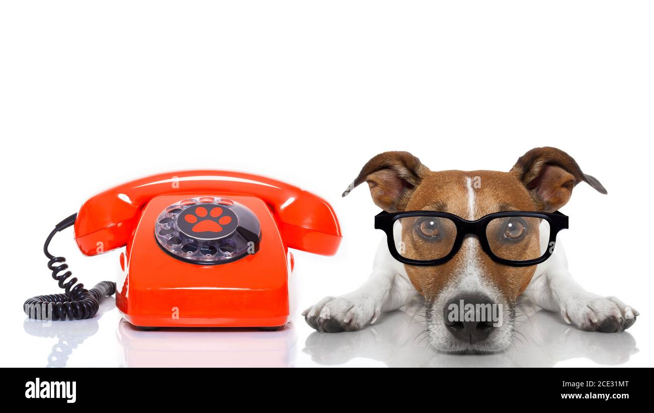 dog on the phone Stock Photo - Alamy