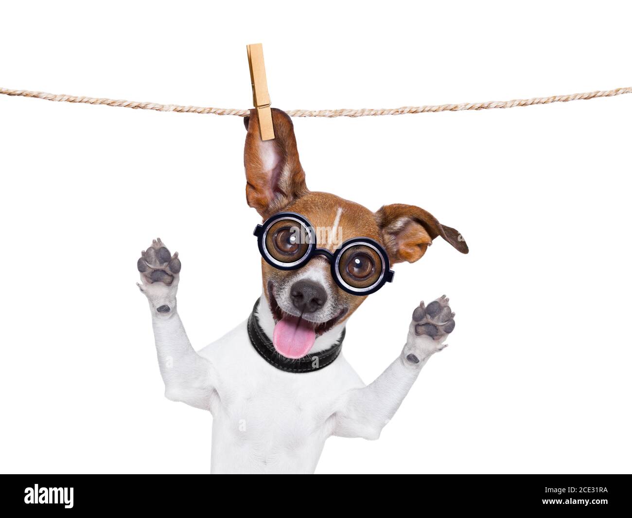 dumb crazy dog Stock Photo - Alamy