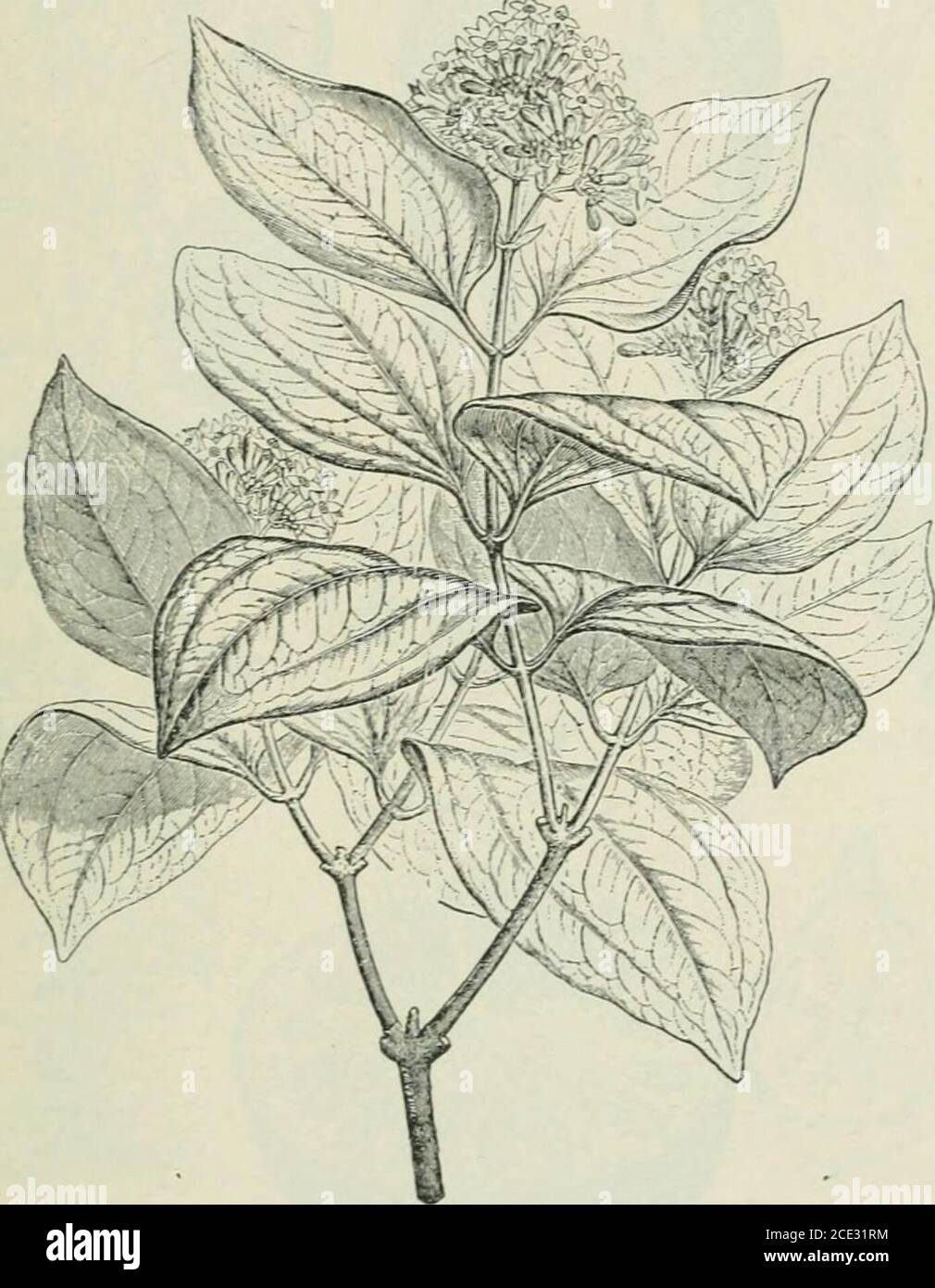 . Plants and their uses; an introduction to botany . Fiu. 170.—Calisaya ...