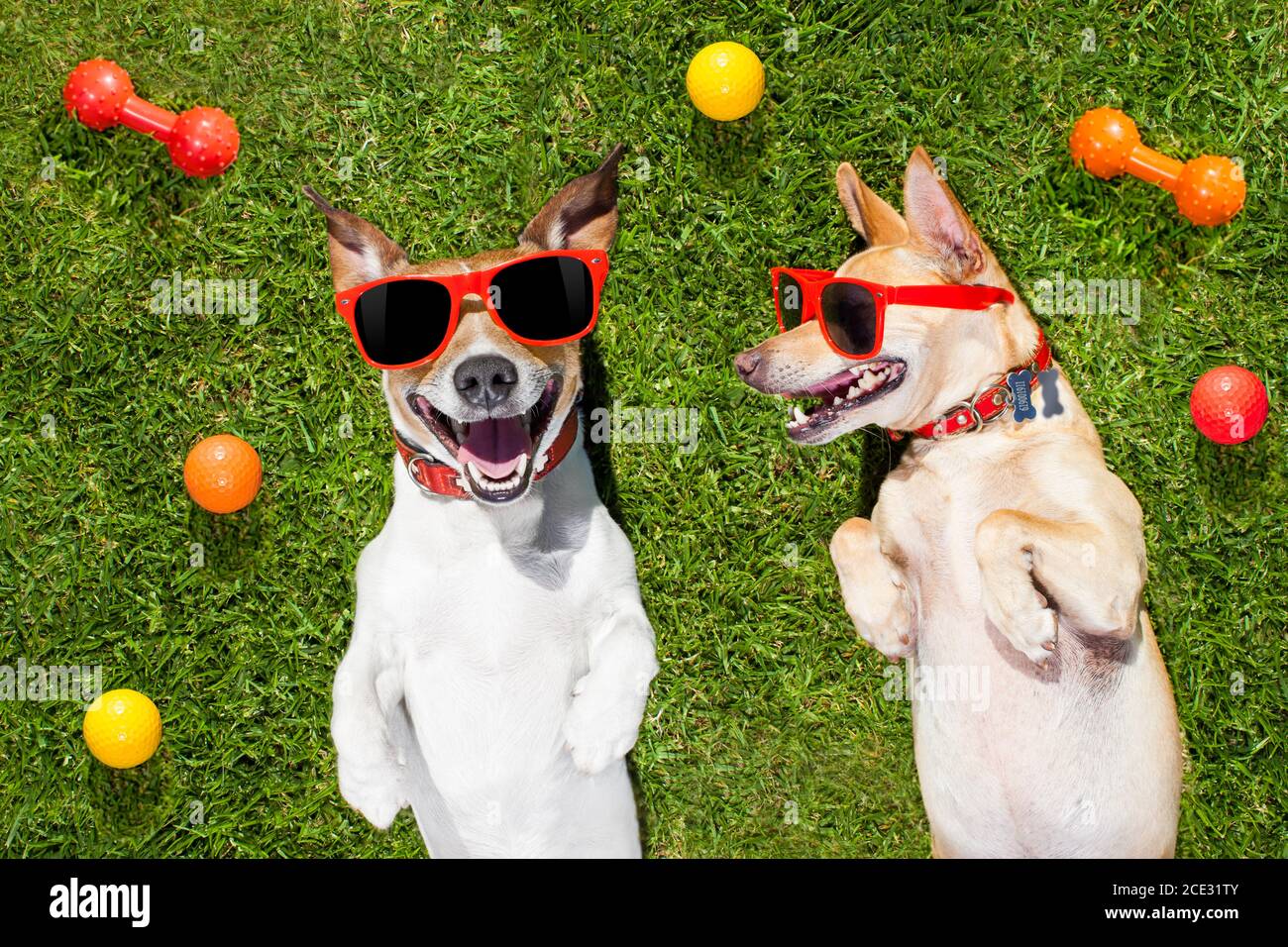two funny playing dogs Stock Photo - Alamy