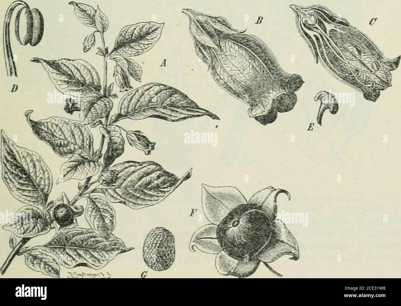 Coca seed hi-res stock photography and images - Alamy