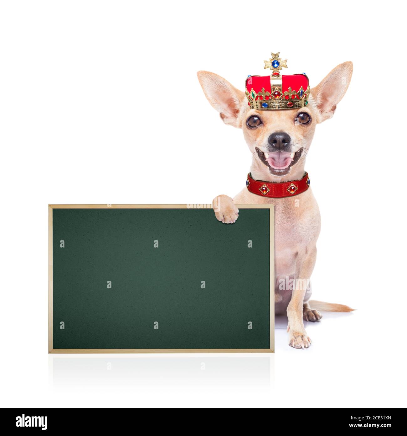 crown king dog Stock Photo - Alamy