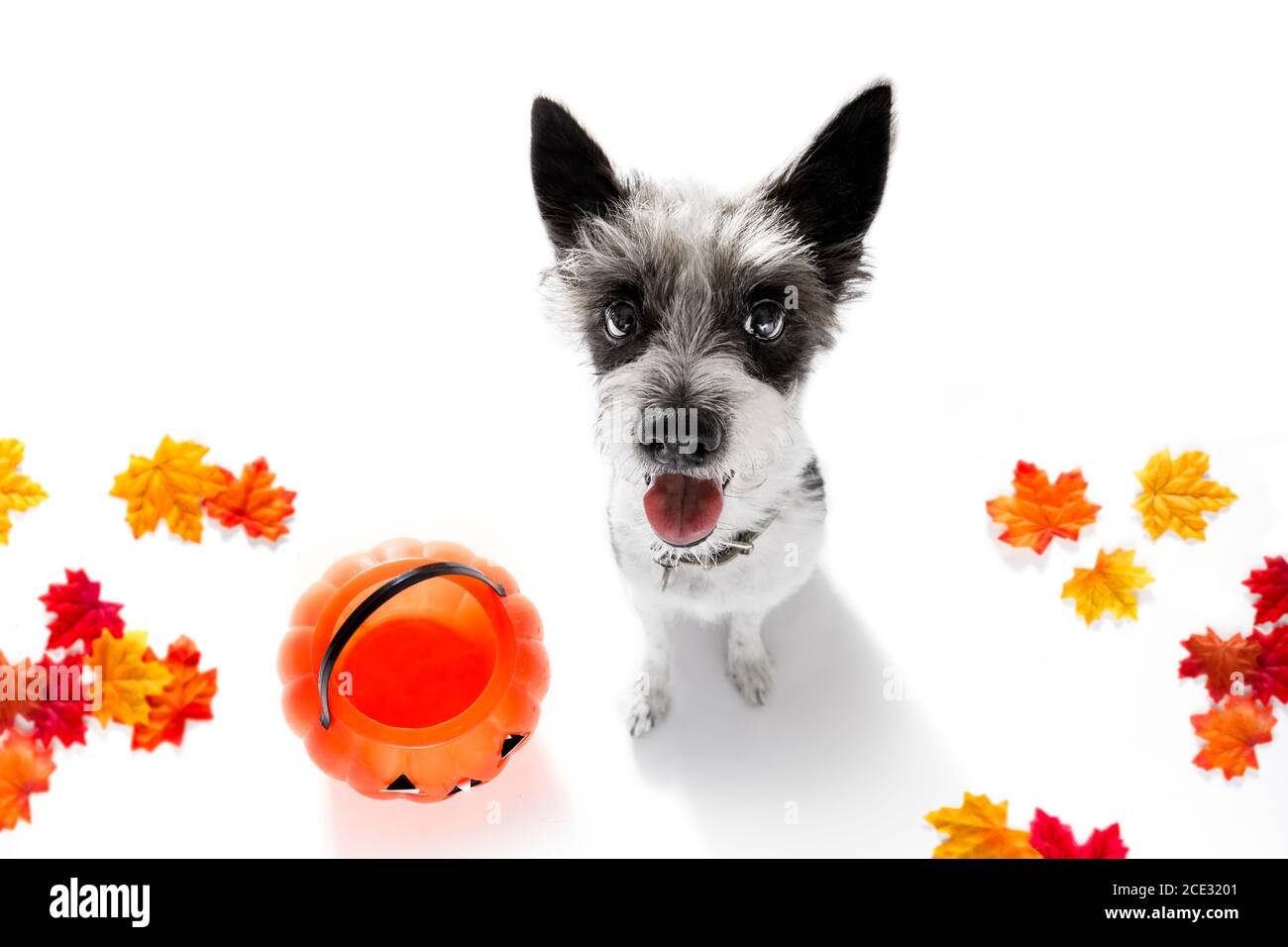 halloween ghost dog trick or treat Stock Photo - Alamy