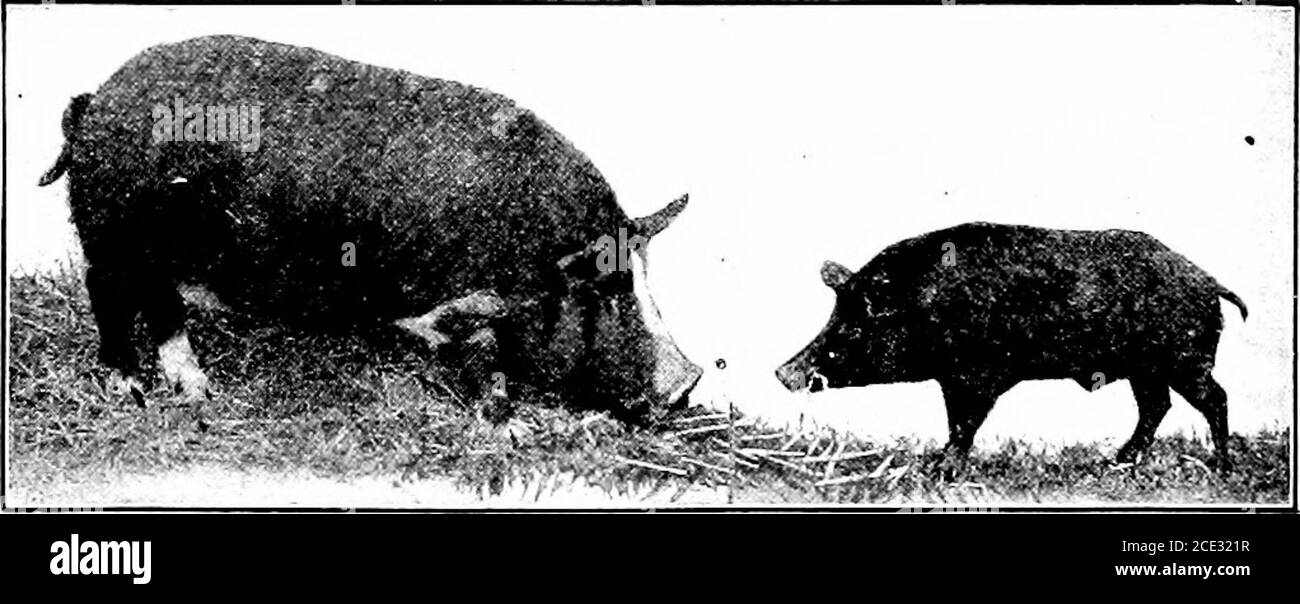 Razorback Black and White Stock Photos & Images - Alamy