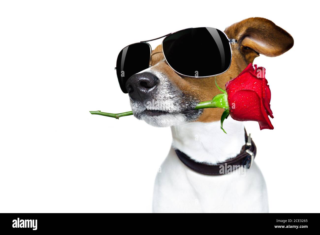 valentines dog in love with rose in mouth Stock Photo - Alamy