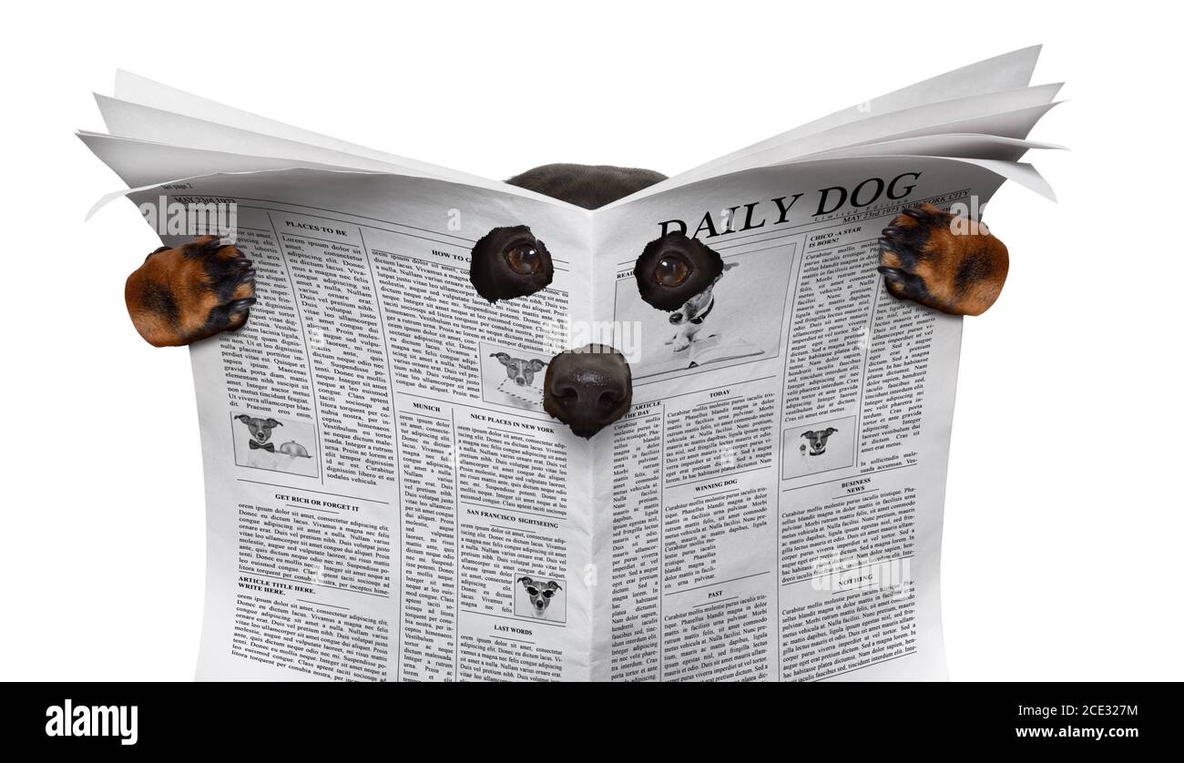 spy dog reading a newspaper Stock Photo - Alamy