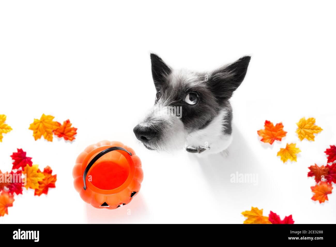 Halloween poodle Cut Out Stock Images & Pictures - Alamy