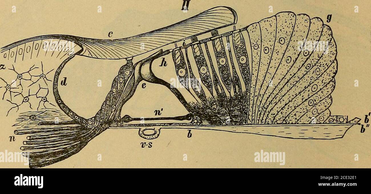 . A treatise on practical anatomy: for students of anatomy and surgery ...