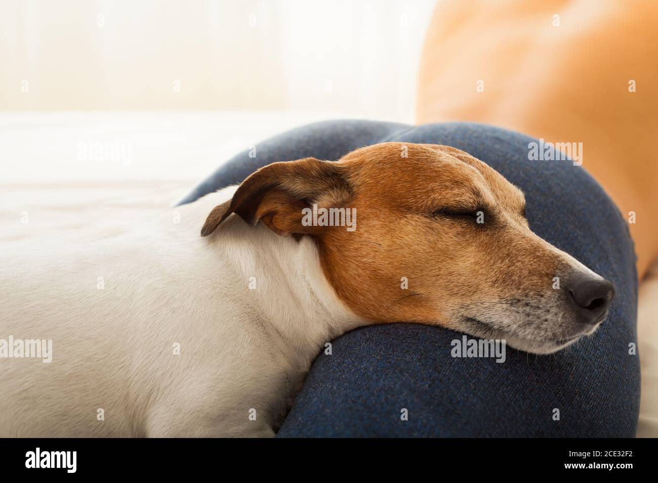 dog and owner in bed Stock Photo - Alamy
