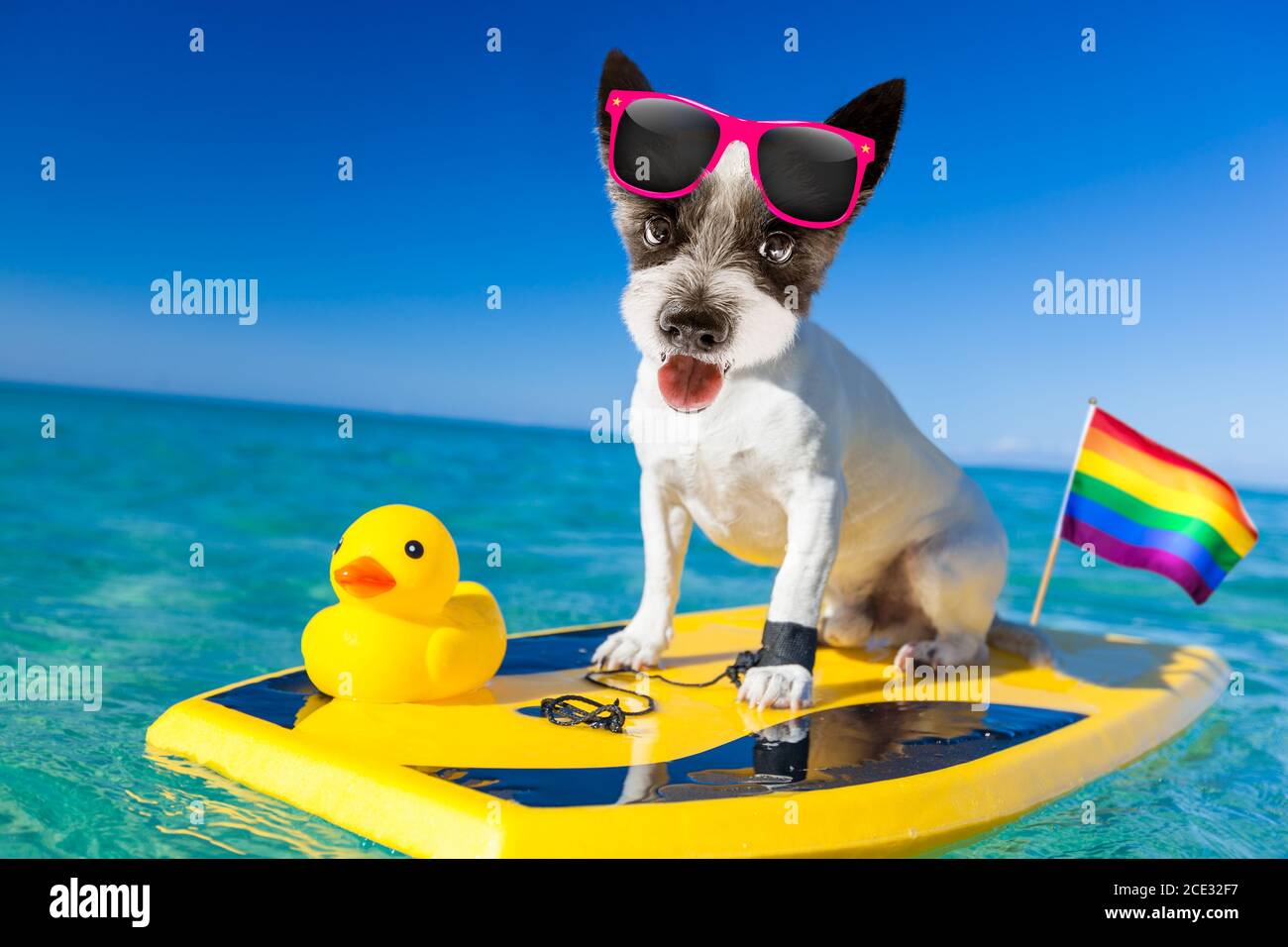 dog surfing on a wave Stock Photo - Alamy