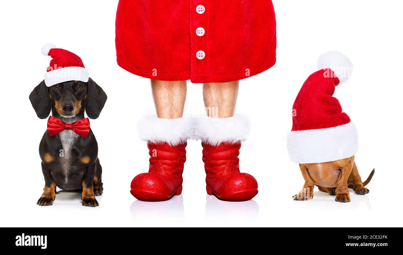 christmas santa claus dog Stock Photo - Alamy