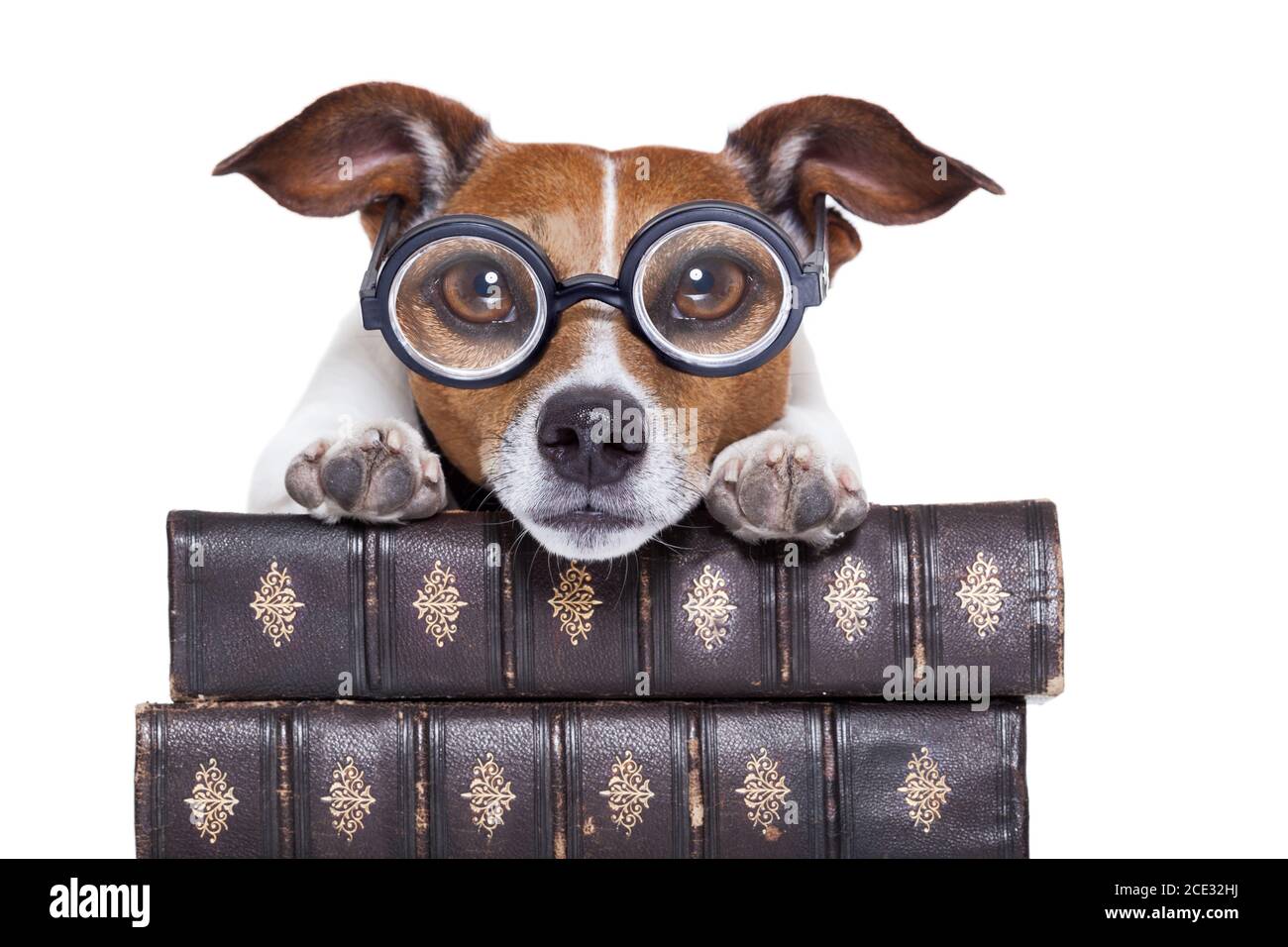 dog reading books Stock Photo - Alamy