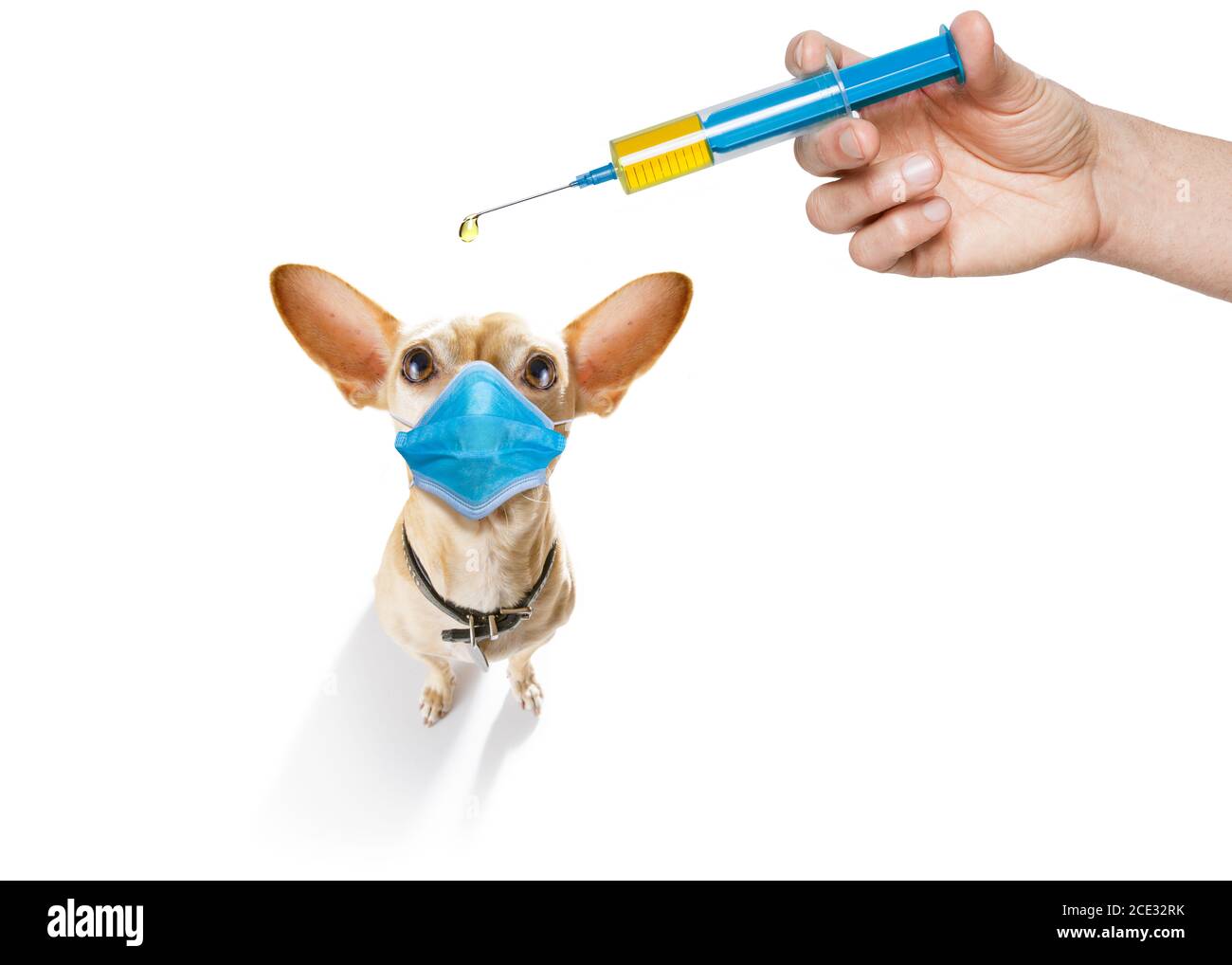 Dog toilet paper hi-res stock photography and images - Alamy