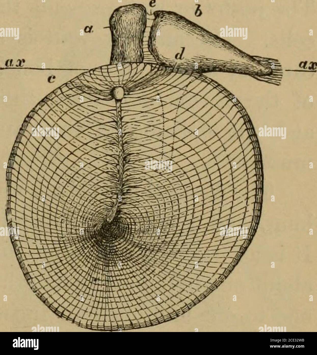 . A treatise on practical anatomy: for students of anatomy and surgery ...