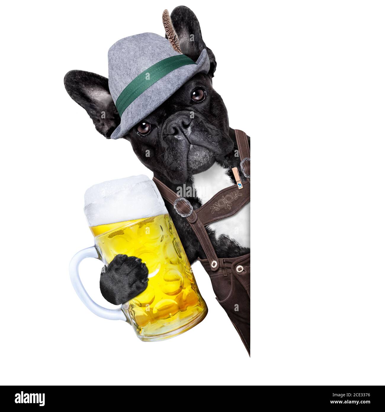 bavarian beer dog Stock Photo - Alamy